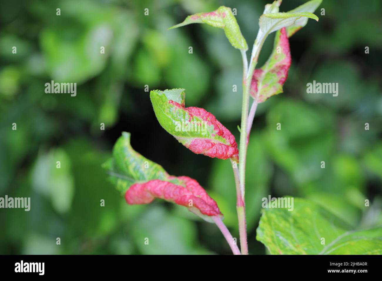 Red discolored apple leaves due to aphids Dysaphis radicicola radicola ...