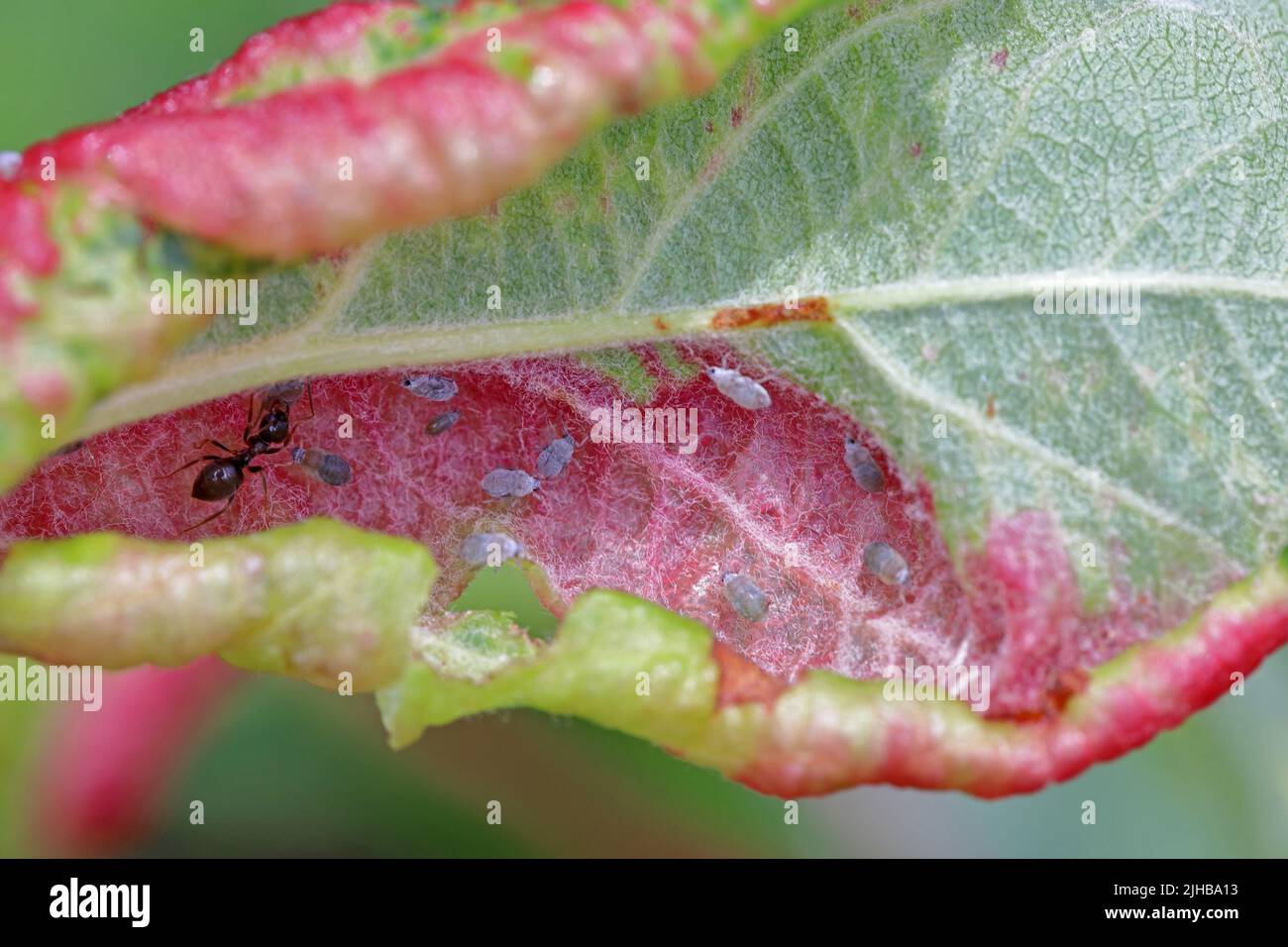 Red discolored apple leaves due to aphids Dysaphis radicicola radicola ...