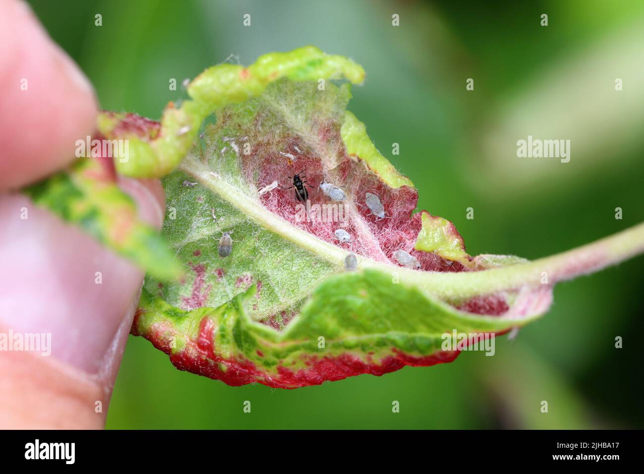 Red discolored apple leaves due to aphids Dysaphis radicicola radicola ...