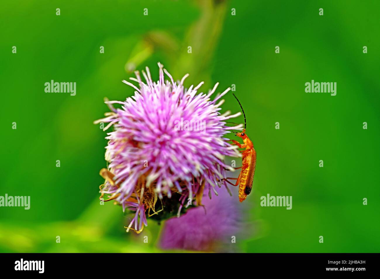 Fire-coloured beetle of the Pyrochroidae family pollinating a purple ...
