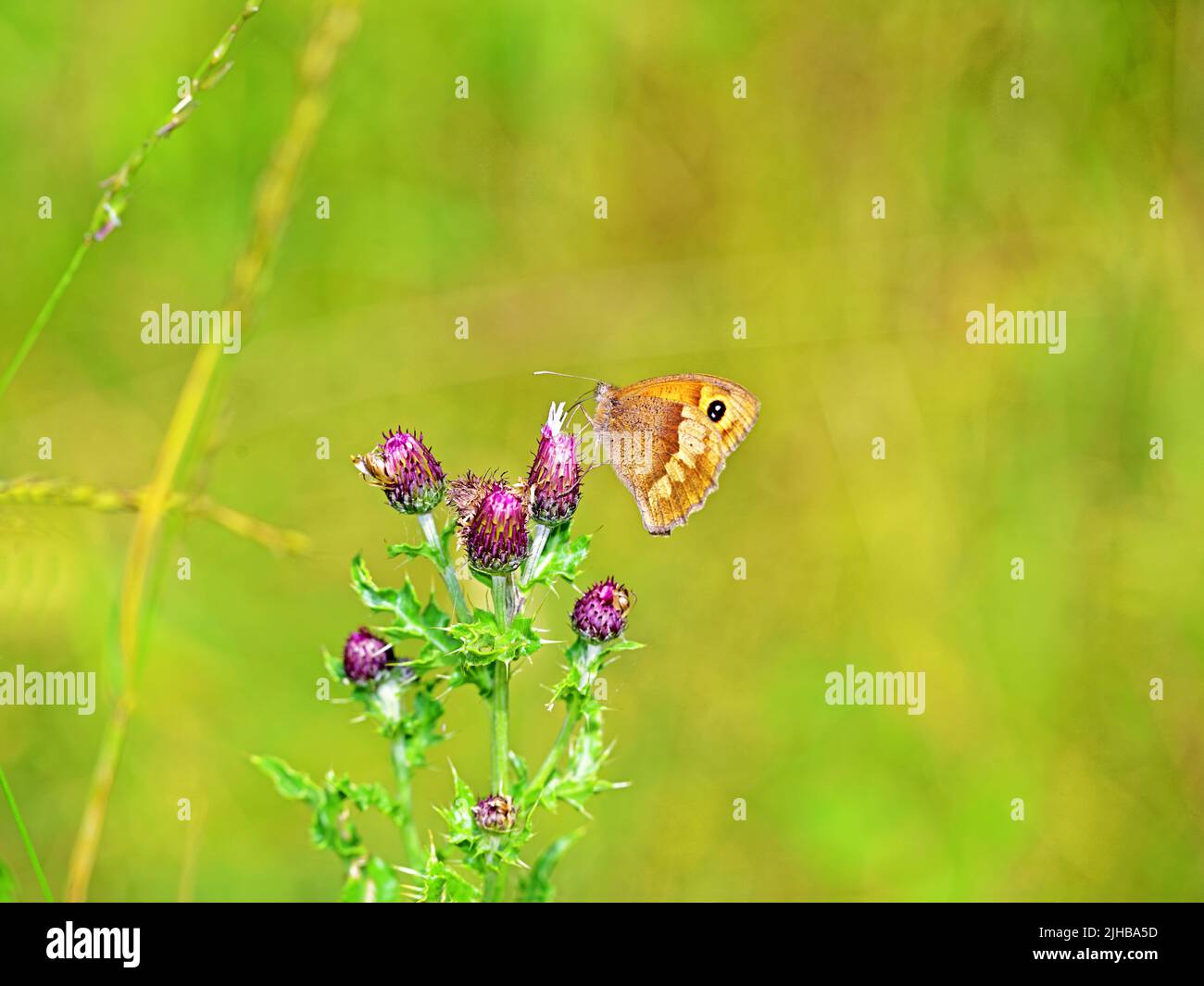 Gatekeeper Butterfly feeding off purple sea thistle also known as the ...