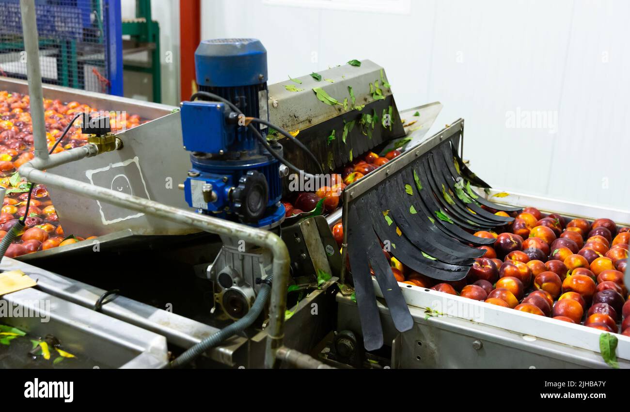 Washing peaches on production line in packaging workshop Stock Photo ...