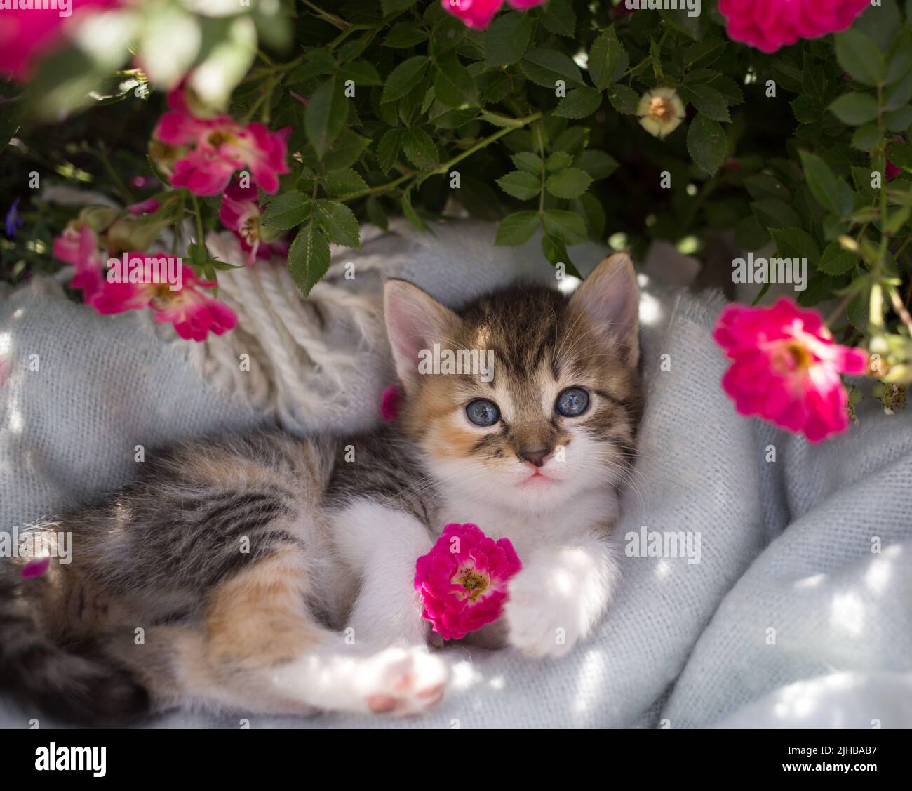 three-colored curious cute kitten with big eyes lies on a soft blanket ...