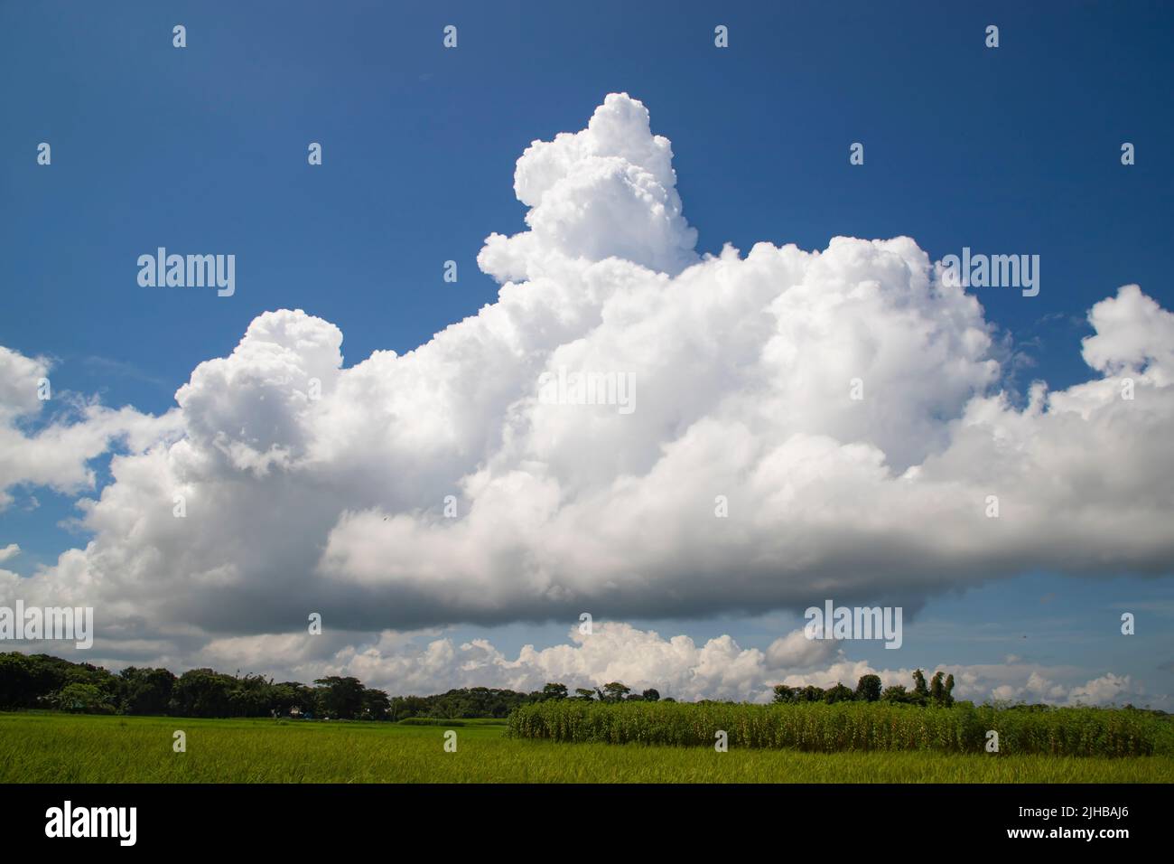 Beautiful Green rice fields with contrasting Cloudy skies Stock Photo ...
