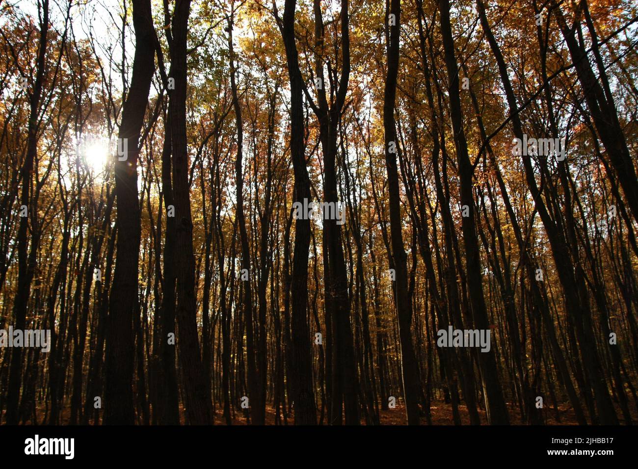 The high autumn trees in Budakeszi zoo Stock Photo - Alamy