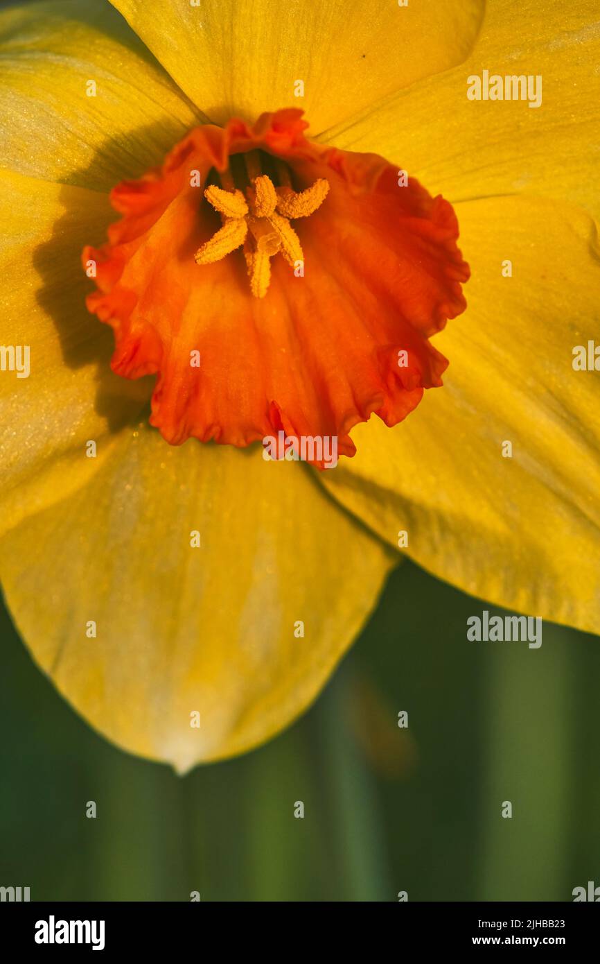 Extreme close-up of daffodil variation (Narcissus sp.) in full bloom ...