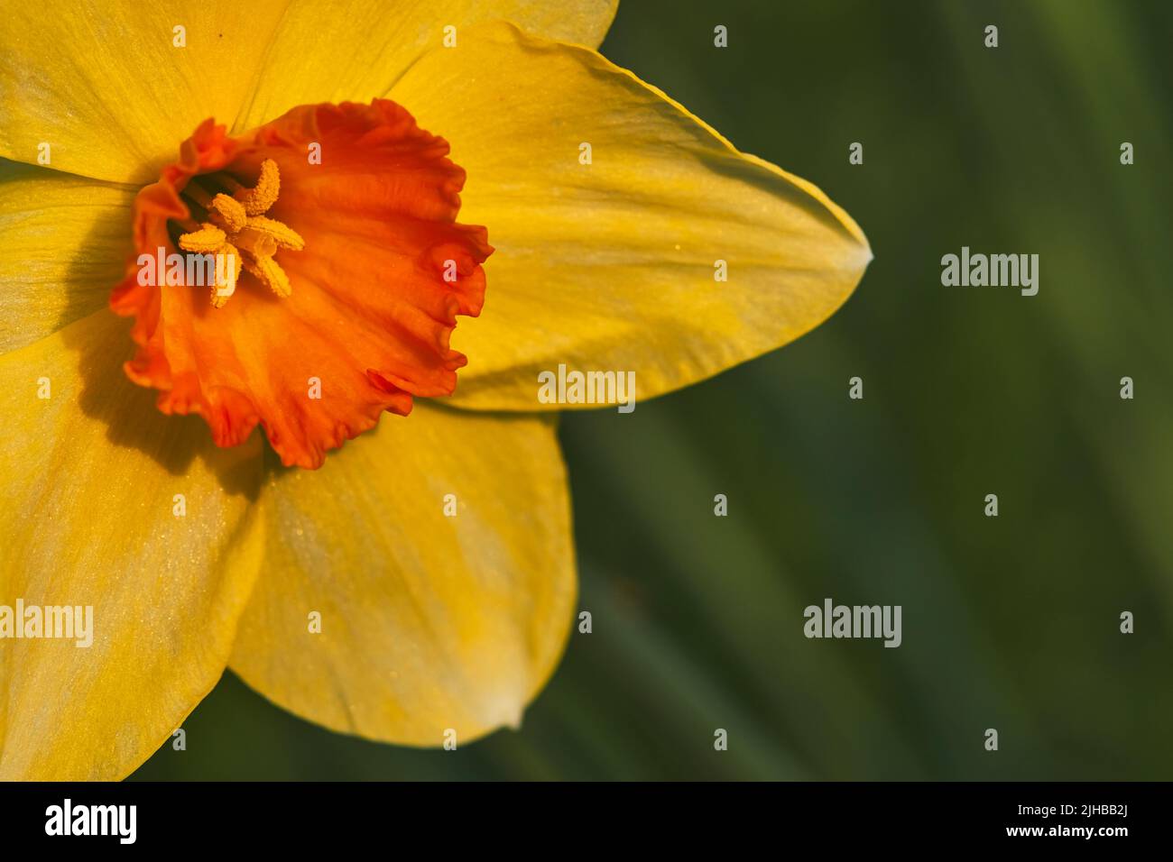 Extreme close-up of daffodil variation (Narcissus sp.) in full bloom ...