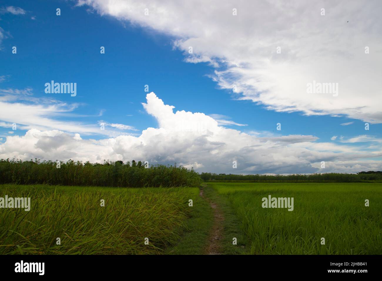 Blue and cloudy skies over the rice field hi-res stock photography and ...