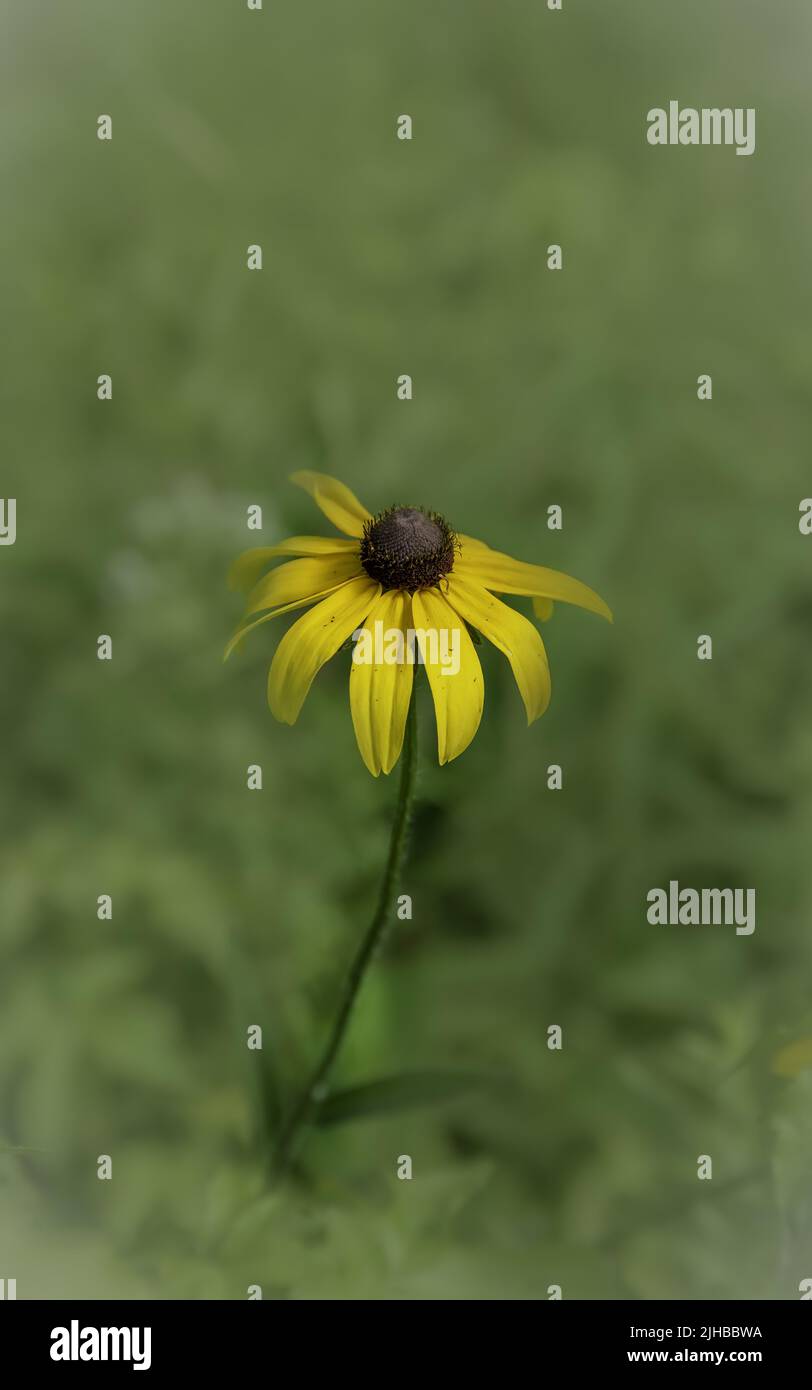 Black-Eyed Susan Portrait Stock Photo - Alamy