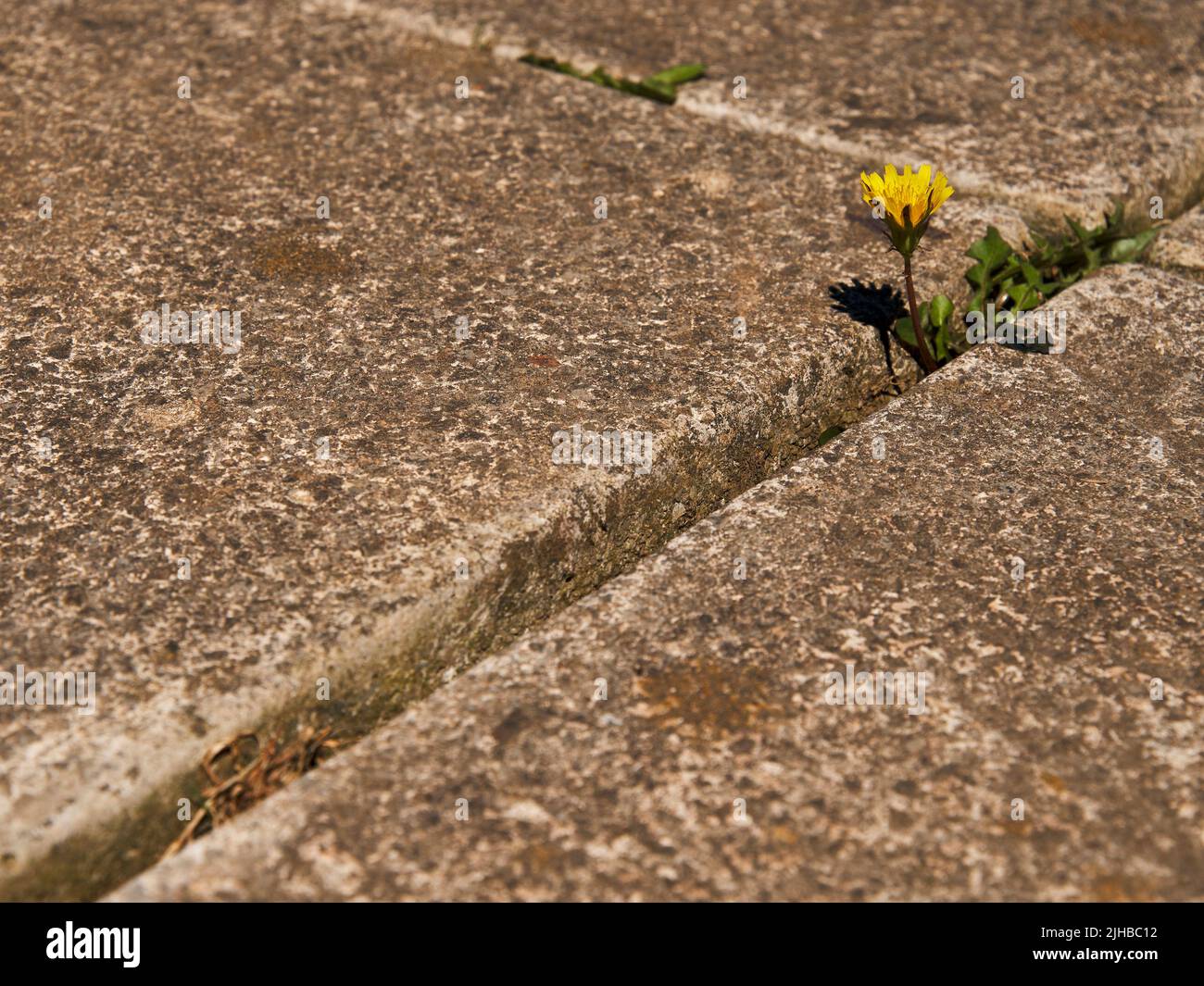 Garden weed in crack/gap/join in paving stones Stock Photo - Alamy