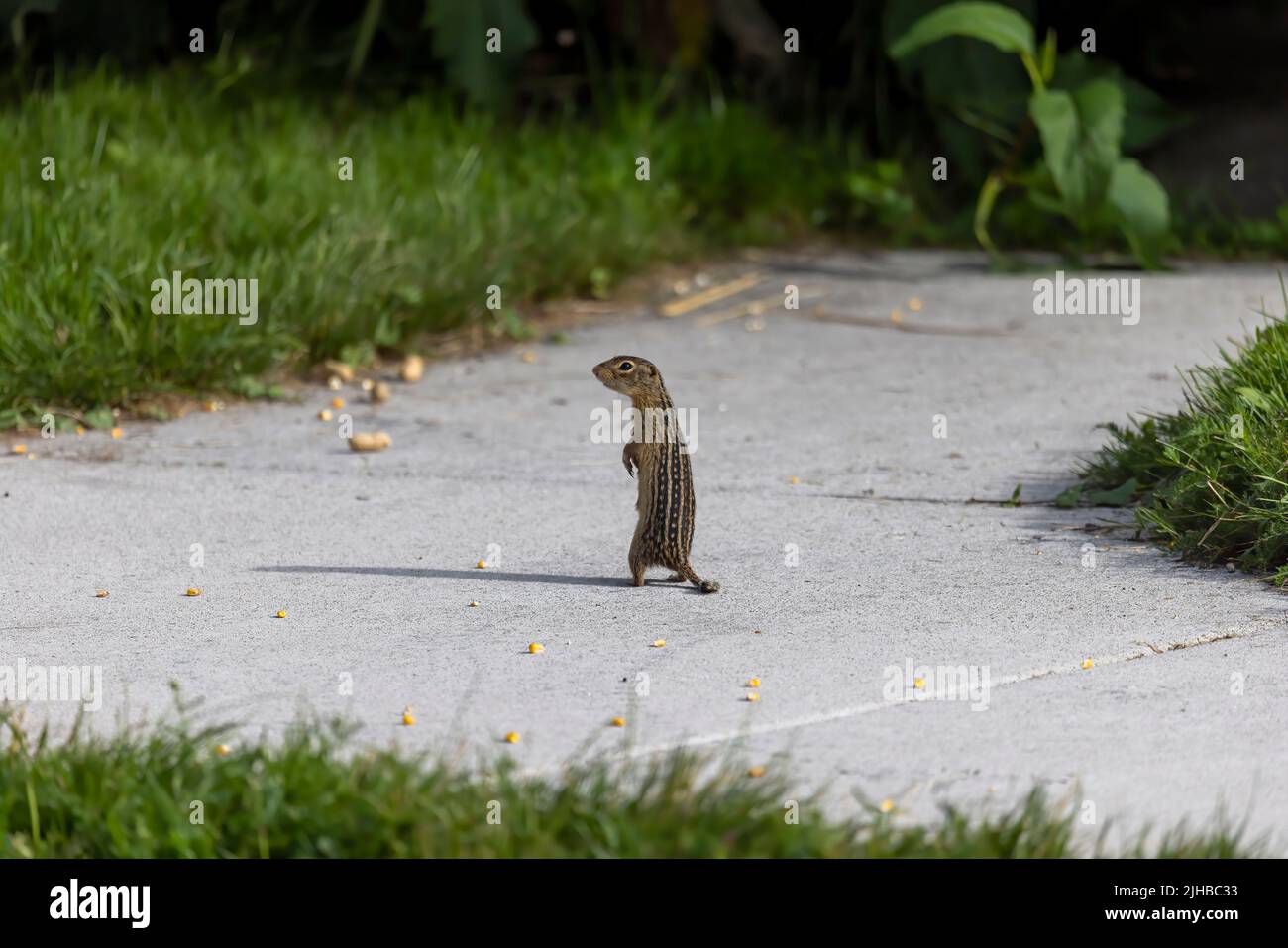 Squirrel meat hi-res stock photography and images - Alamy