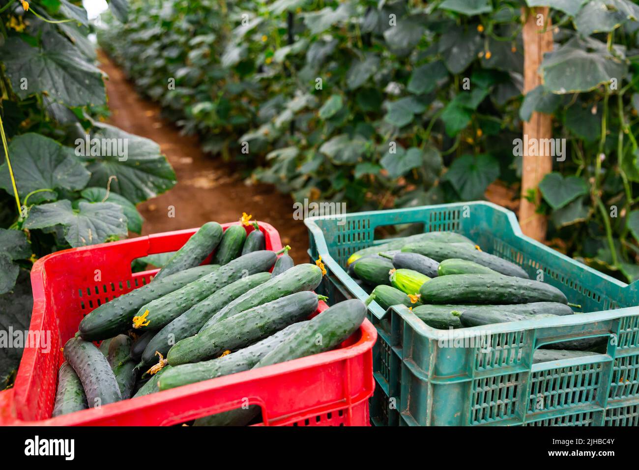 Plastic boxes with ripe cucumbers in greenhouse Stock Photo - Alamy