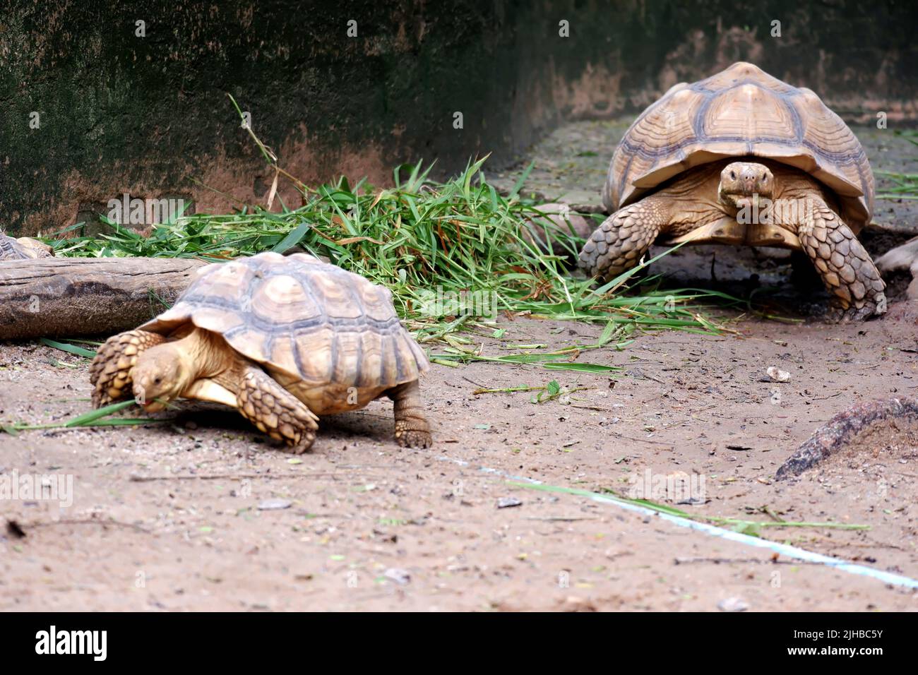 Galapagos giant tortoise It is the largest living turtle Stock Photo ...