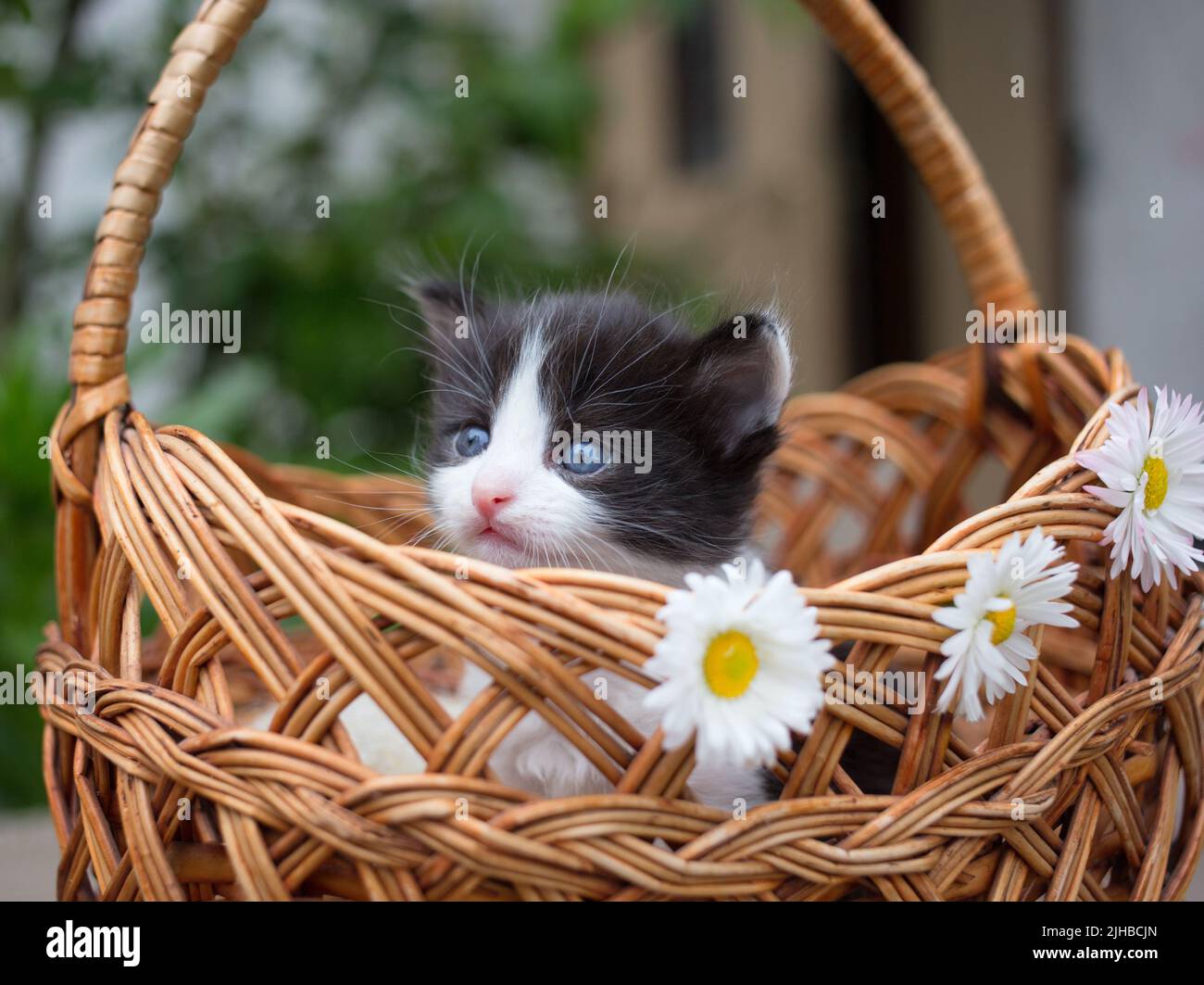 muzzle black and white funny cute kitten peeks out of a wicker basket ...