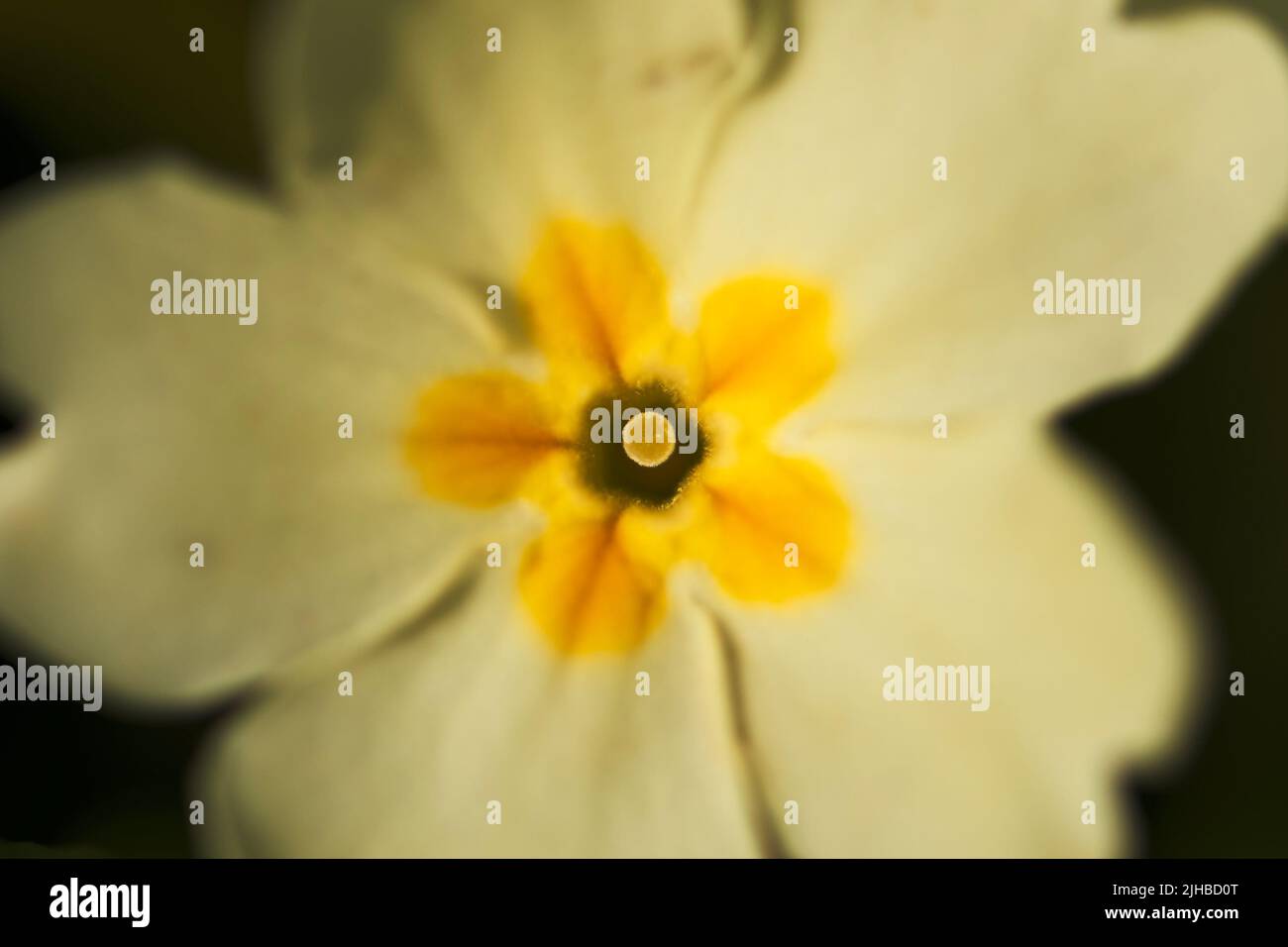 Extreme close-up of a Primrose including the stamen. Primroses are one ...