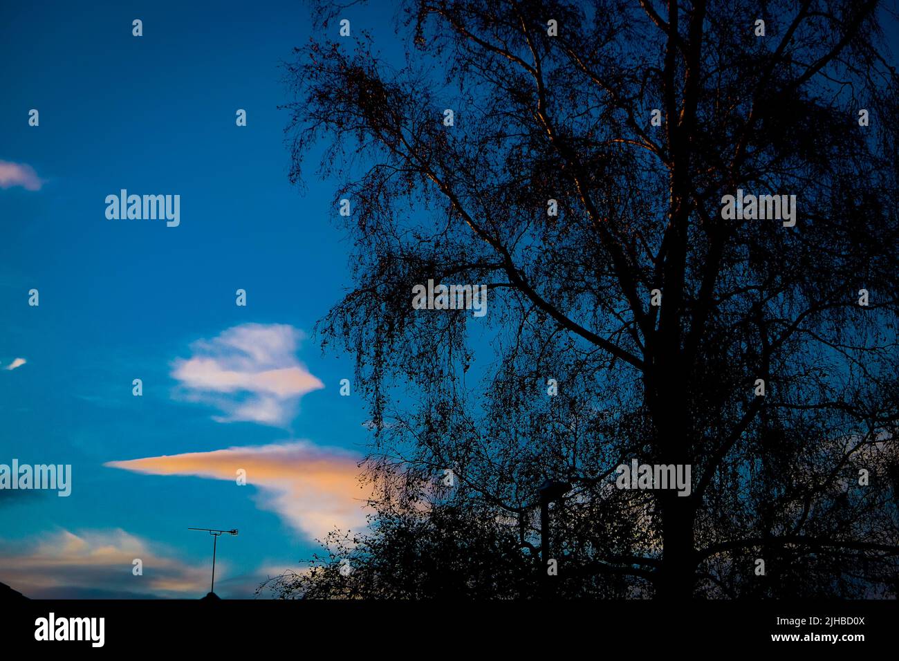 Tree Silhouette At Sunset Stock Photo - Alamy