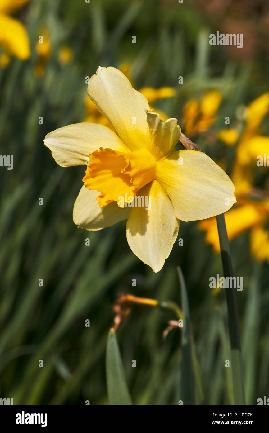 Portrait view of single daffodil head in full bloom on a sunny ...