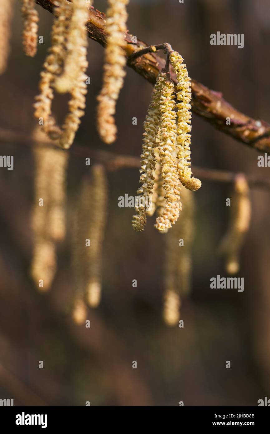 Close-up of hazel catkins hanging from a branch. Hazel flowers in the ...