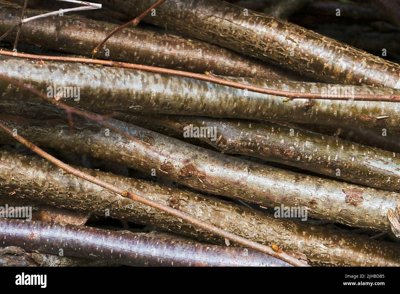 Stems of Hazel (Coryllus avellana) lying horizontally in a stack ...