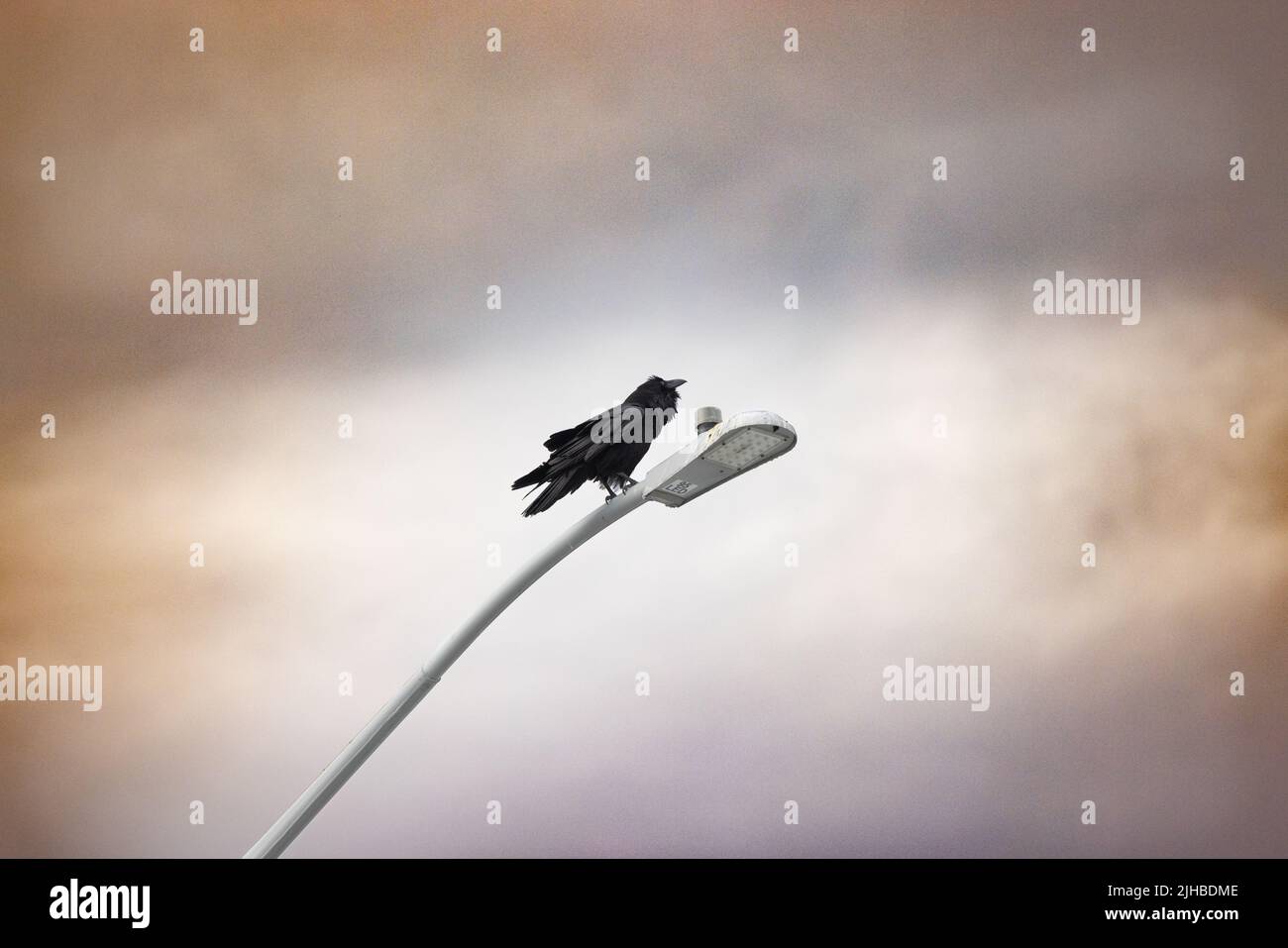 The low-angle view of a common raven perching on the street light Stock ...