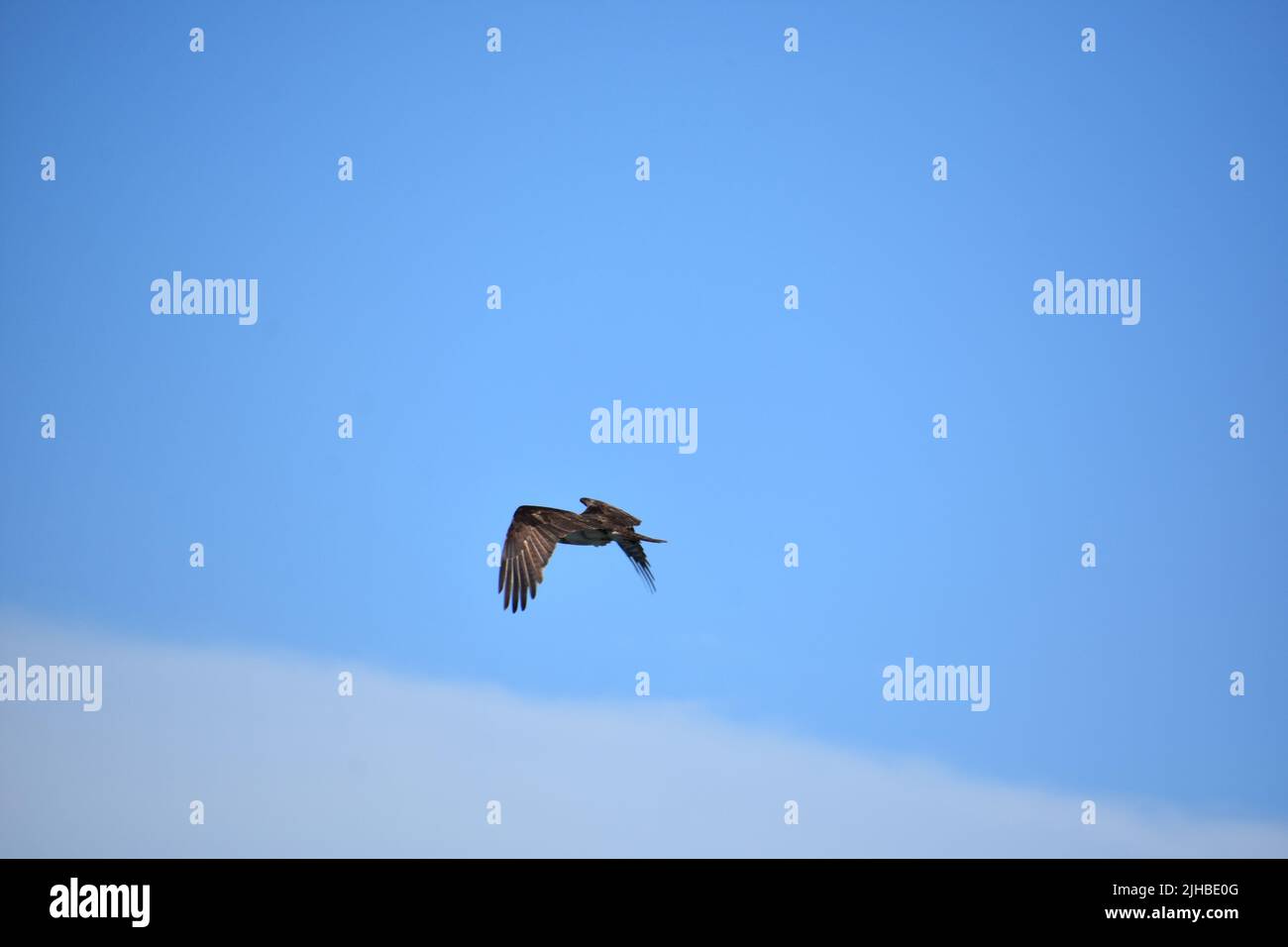 Raptor with feathered wings folded over in flight in the summer Stock ...