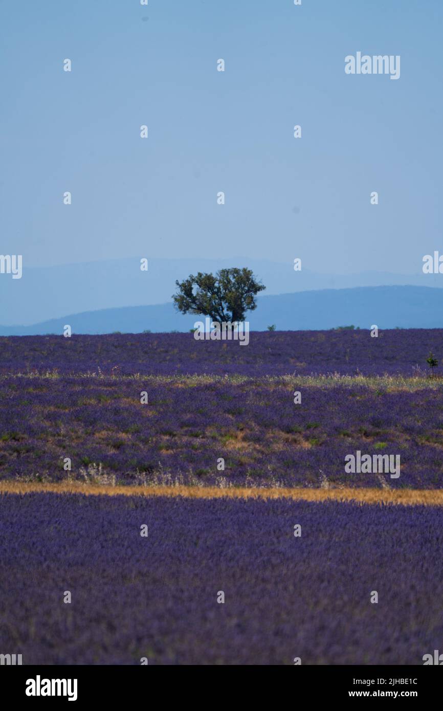 Provence, July 1-3, 2022 - Lavender fields in Provence near Valensole ...