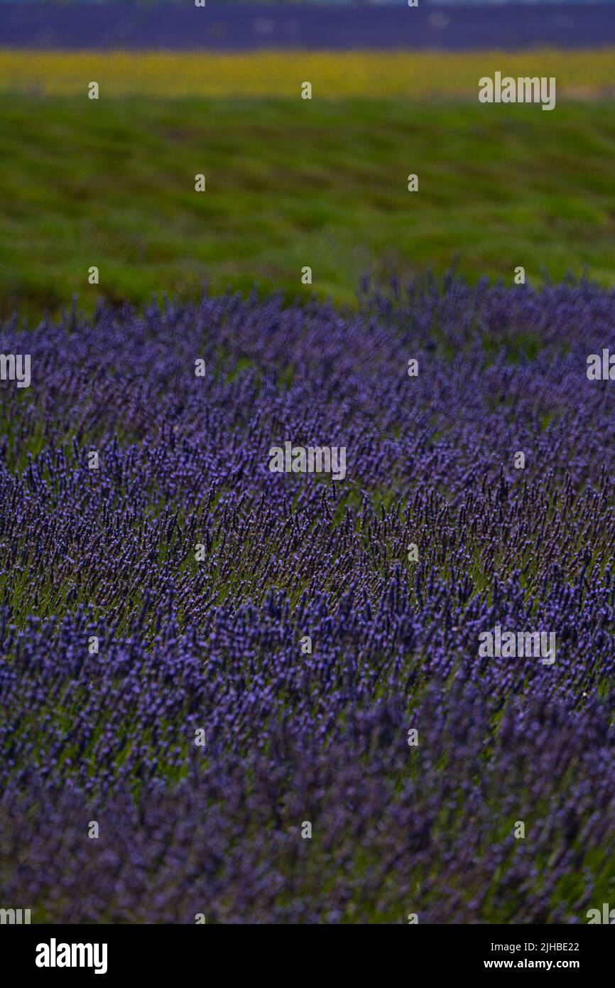 Provence, July 1-3, 2022 - Lavender fields in Provence near Valensole ...