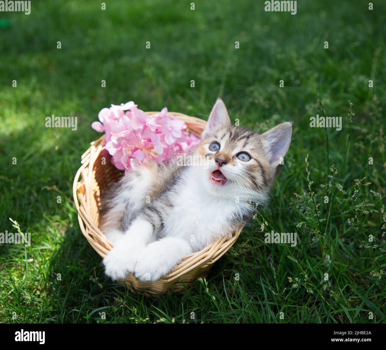 frightened, surprised, funny kitten lies in a wicker basket standing on ...
