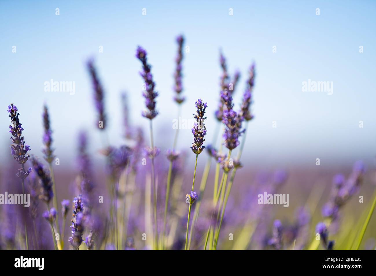 Provence, July 1-3, 2022 - Lavender fields in Provence near Valensole ...