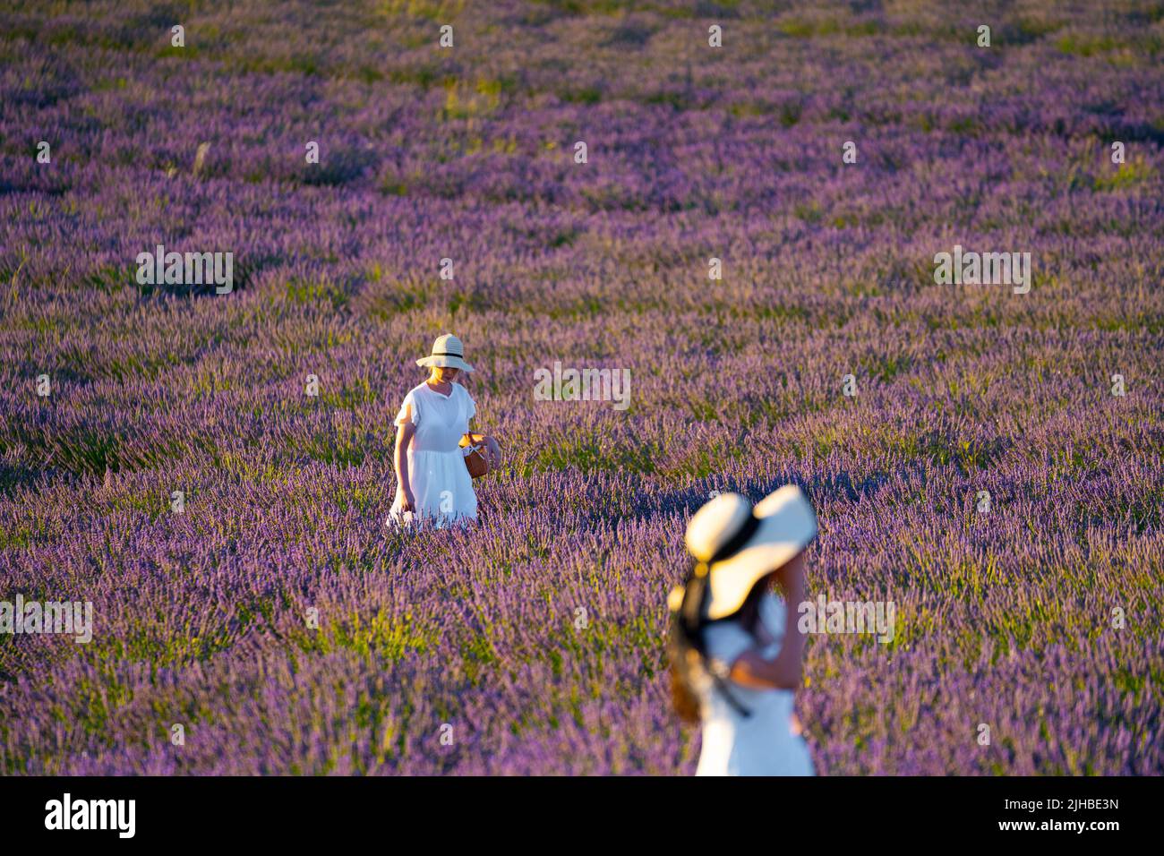 Provence, July 1-3, 2022 - Lavender fields in Provence near Valensole ...
