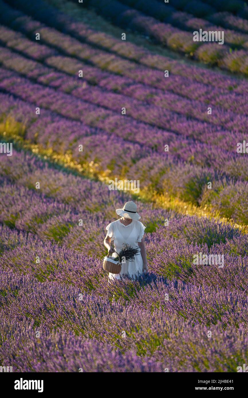 Provence, July 1-3, 2022 - Lavender fields in Provence near Valensole ...