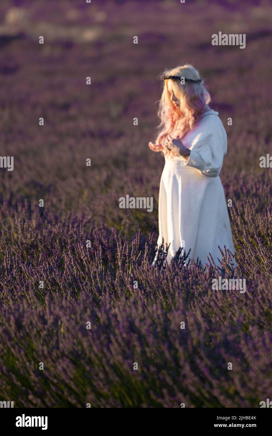 Provence, July 1-3, 2022 - Lavender fields in Provence near Valensole ...