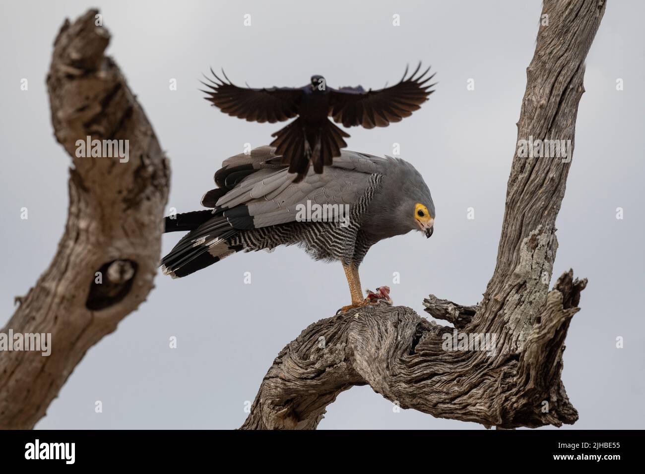 Zambia, South Luangwa National Park. African Harrier-hawk (Polyboroides ...