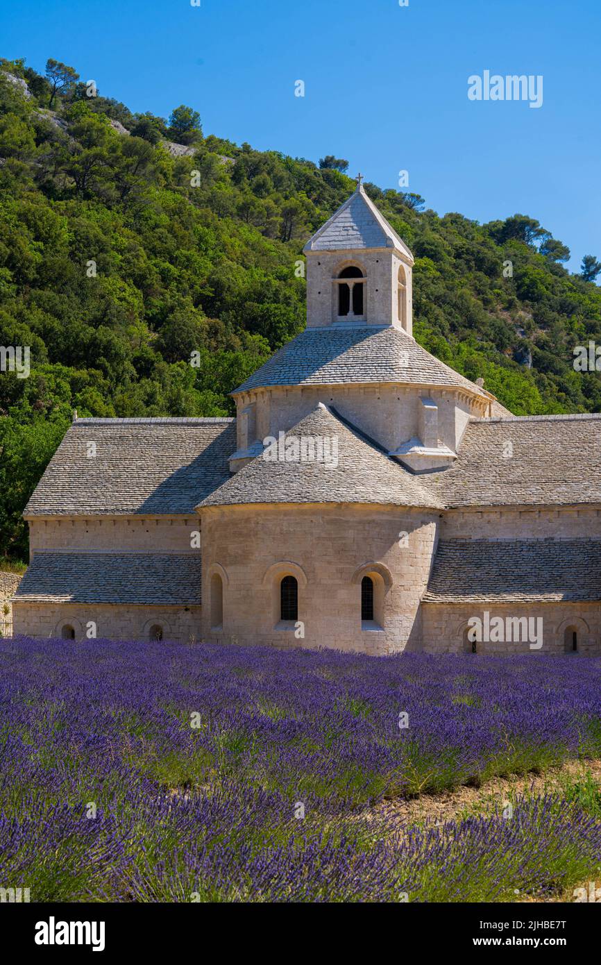 Provence, July 1-3, 2022 - Lavender fields in Provence near Valensole ...