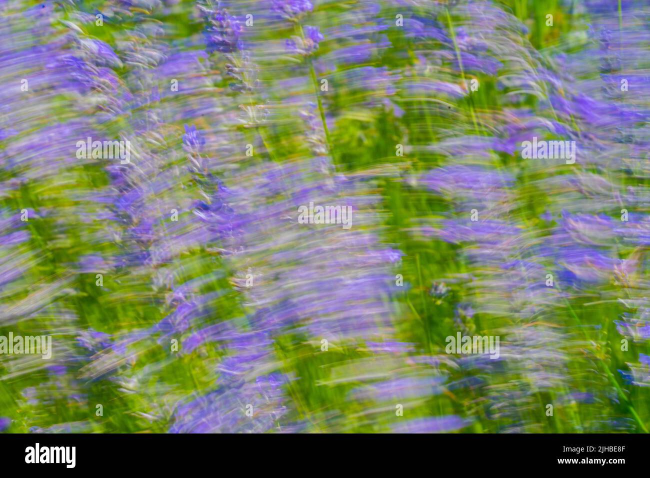 Provence, July 1-3, 2022 - Lavender fields in Provence near Valensole ...