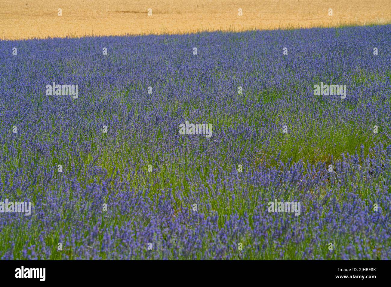 Provence, July 1-3, 2022 - Lavender fields in Provence near Valensole ...