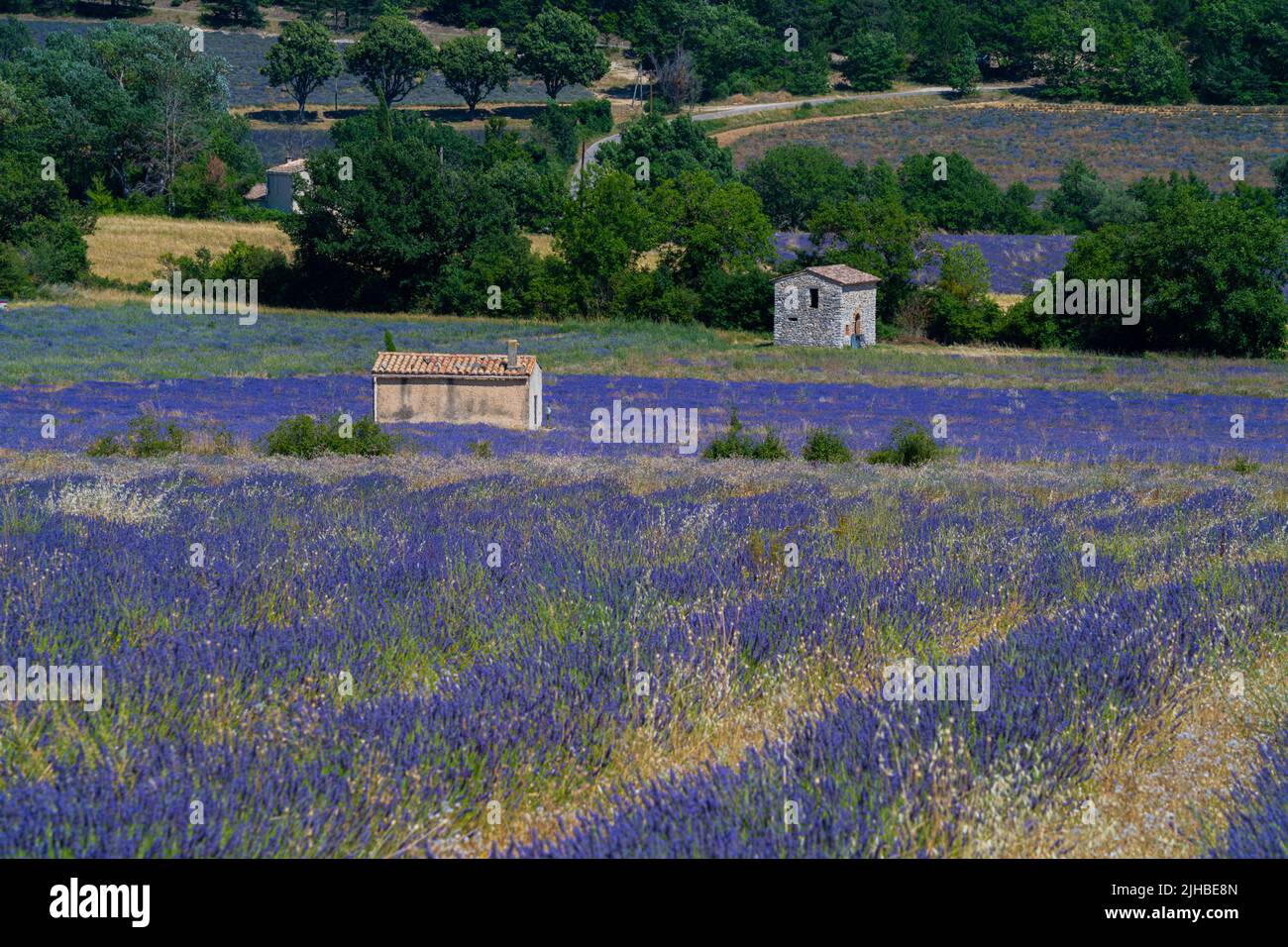 Provence, July 1-3, 2022 - Lavender fields in Provence near Valensole ...