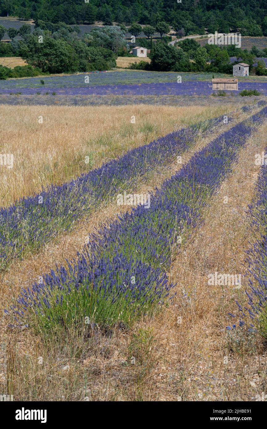 Provence, July 1-3, 2022 - Lavender fields in Provence near Valensole ...