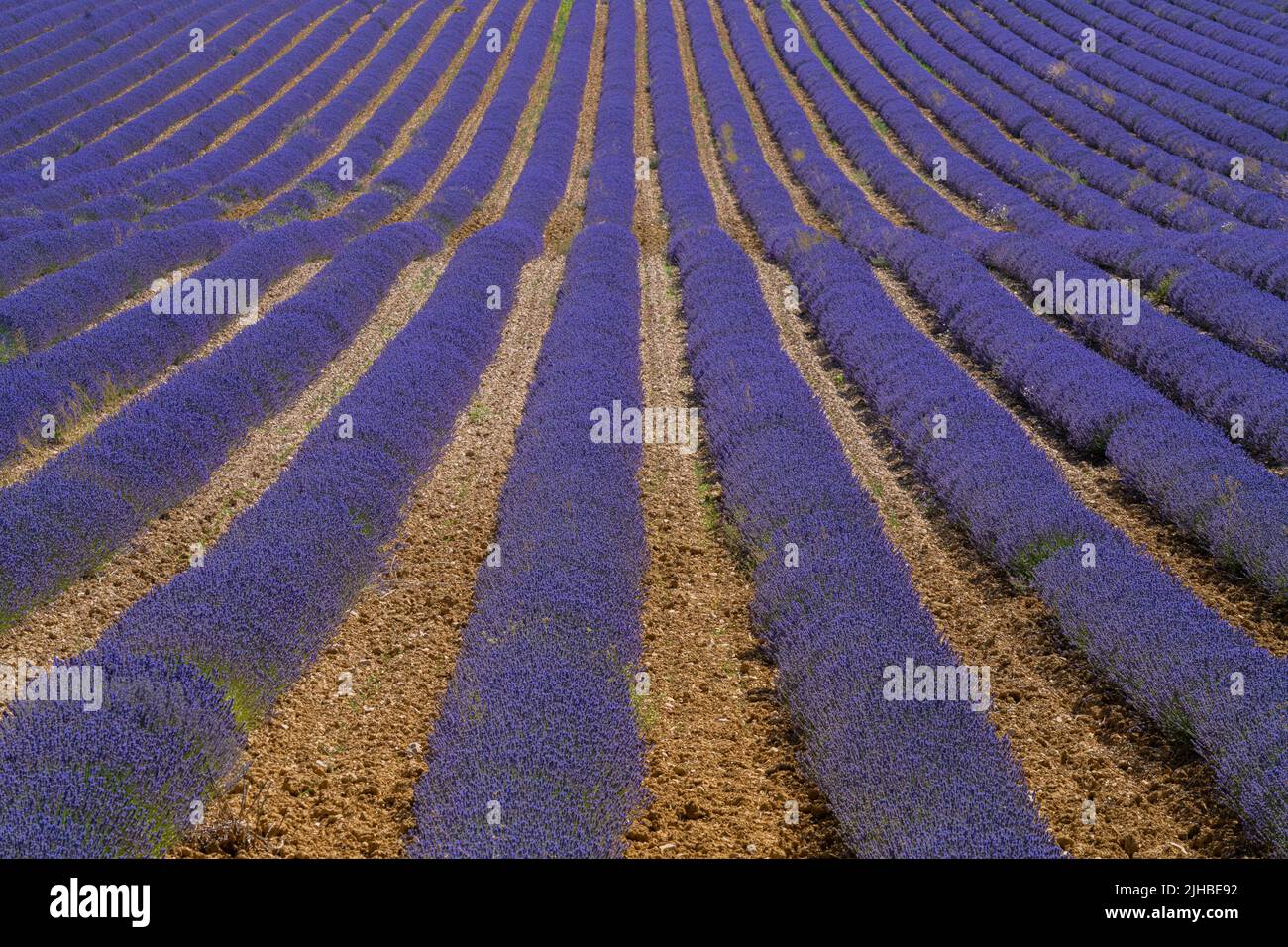 Provence, July 1-3, 2022 - Lavender fields in Provence near Valensole ...