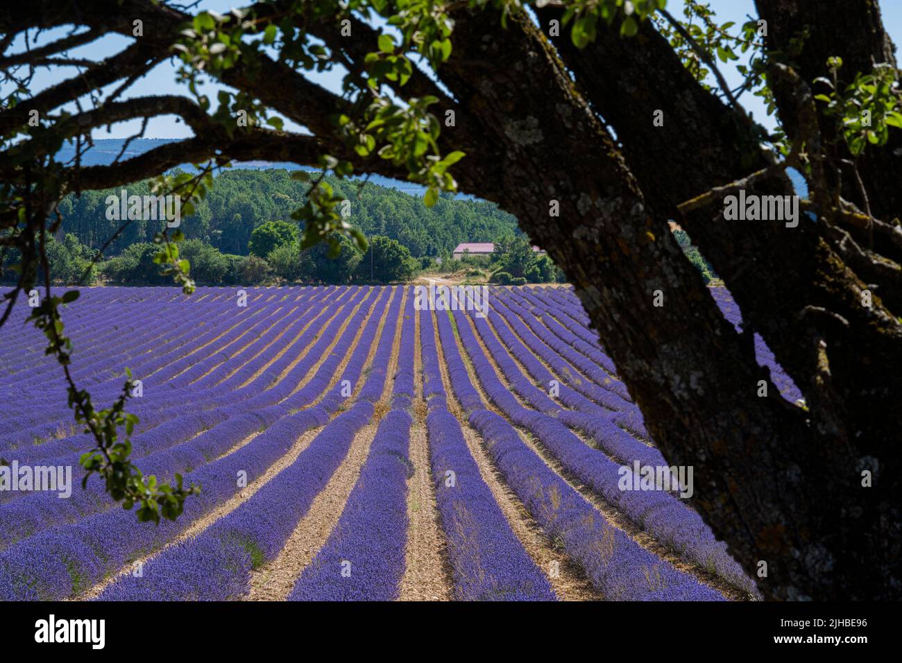 Provence, July 1-3, 2022 - Lavender fields in Provence near Valensole ...