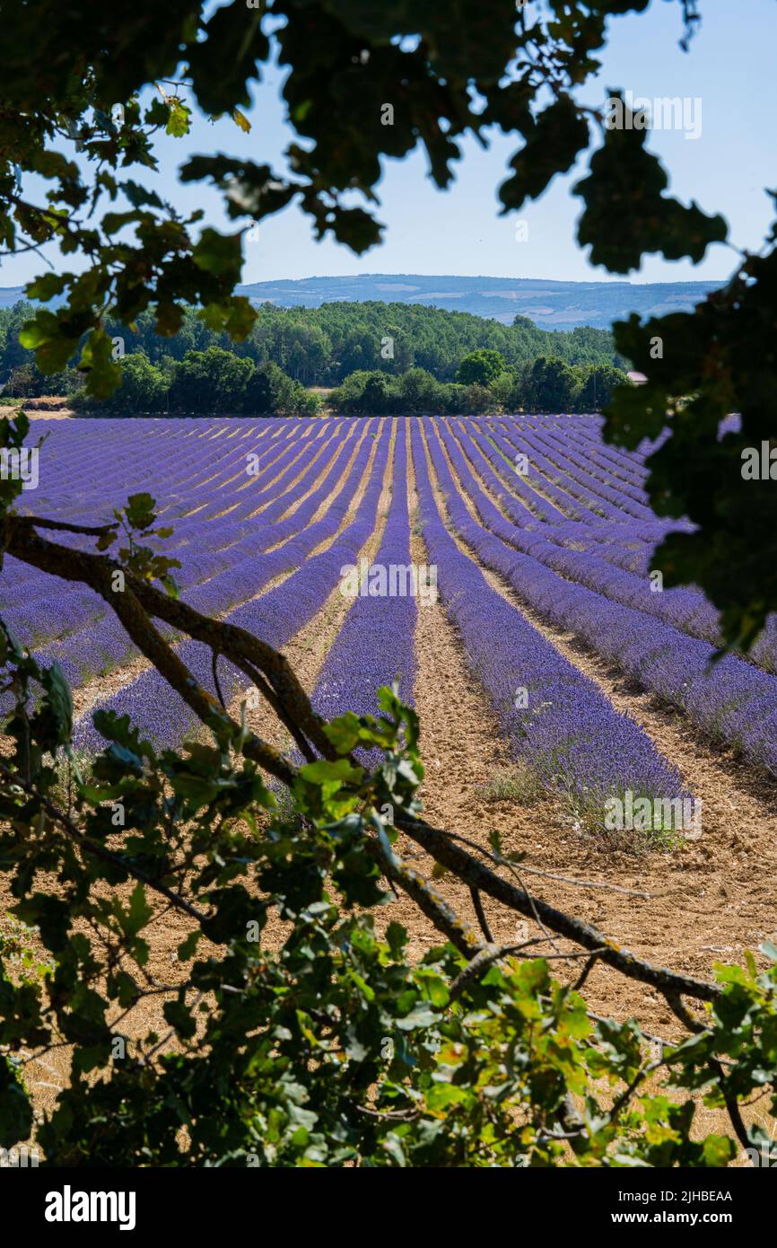 Provence, July 1-3, 2022 - Lavender fields in Provence near Valensole ...