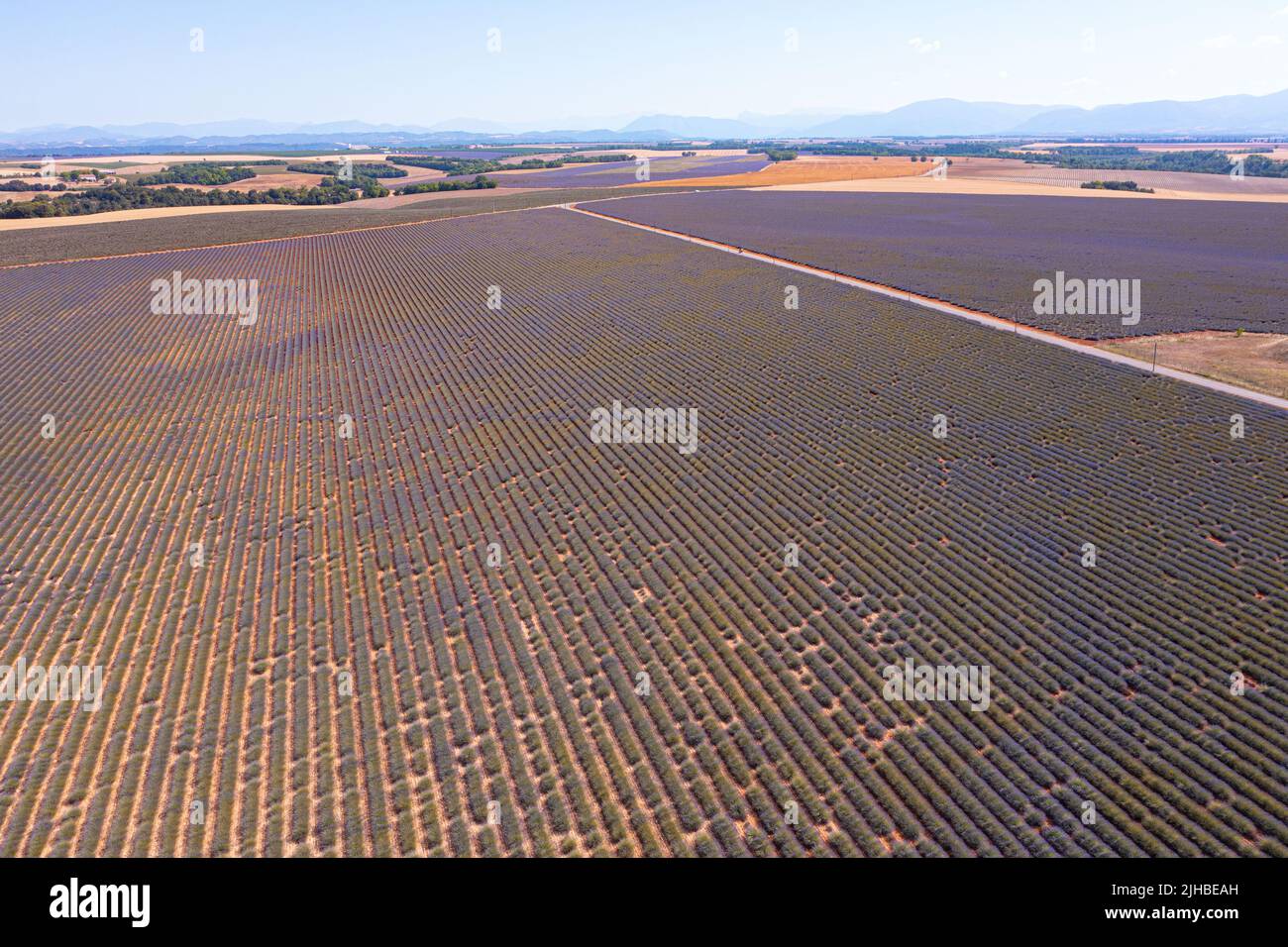 Provence, July 1-3, 2022 - Lavender fields in Provence near Valensole ...