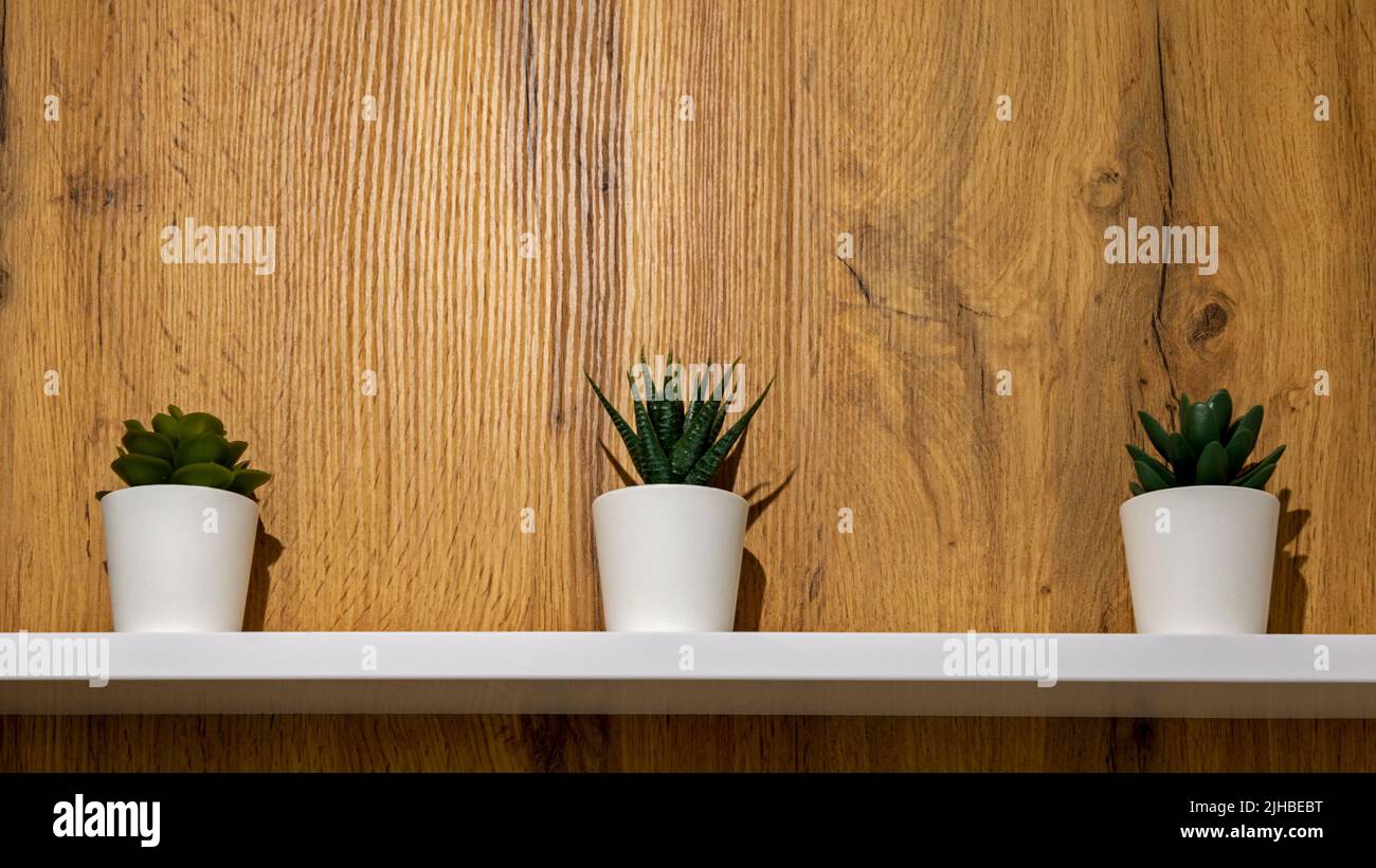 Small decorative cactus plants in flower pots on shelf interior Stock ...