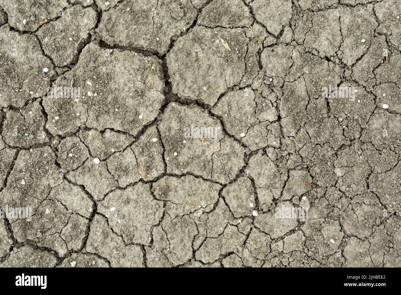 Gray Soil Perlite | Palomino Roots