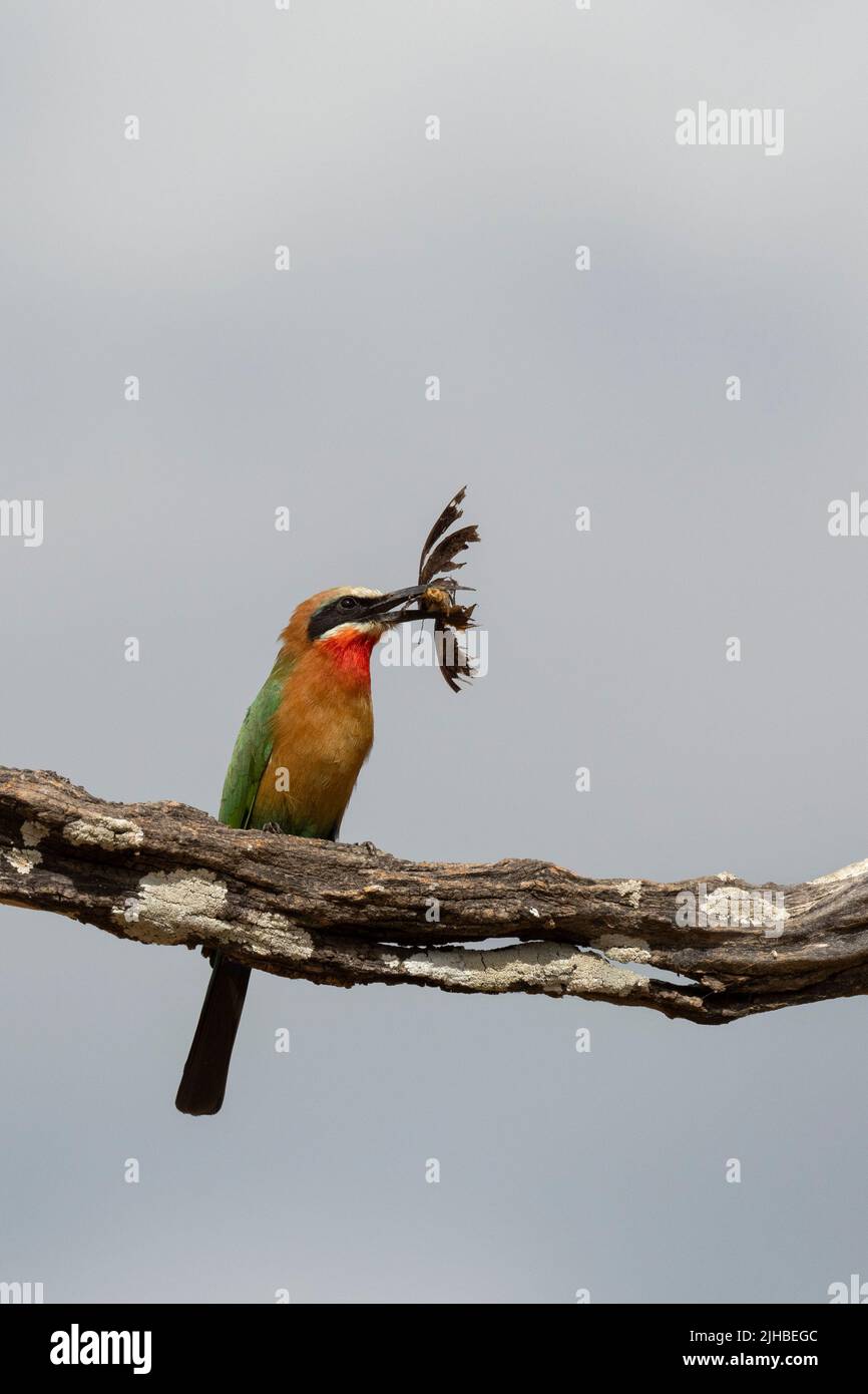 Zambia, South Luangwa National Park. White-fronted bee-eater (Merops ...