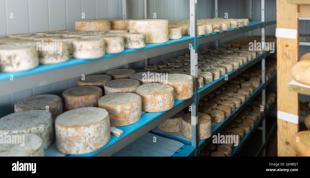 Wheels of sheep cheese on shelves in ripening room of cheese dairy ...