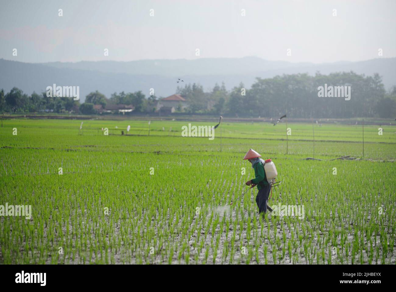 A farmer sprays pesticides on rice plants in a paddy field Stock Photo ...