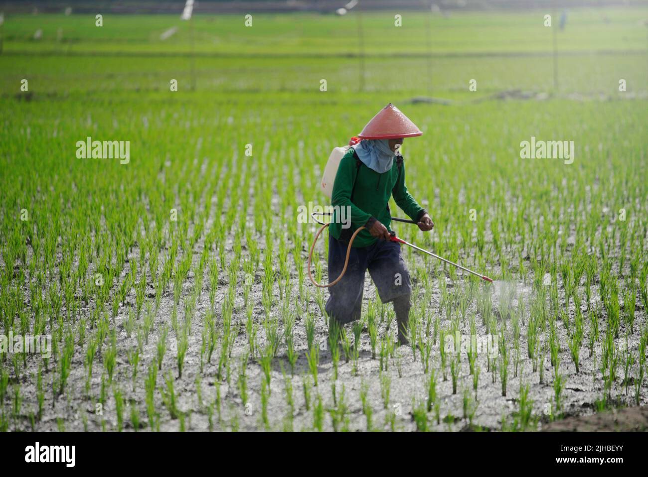 South asia farmer pesticides hi-res stock photography and images - Alamy