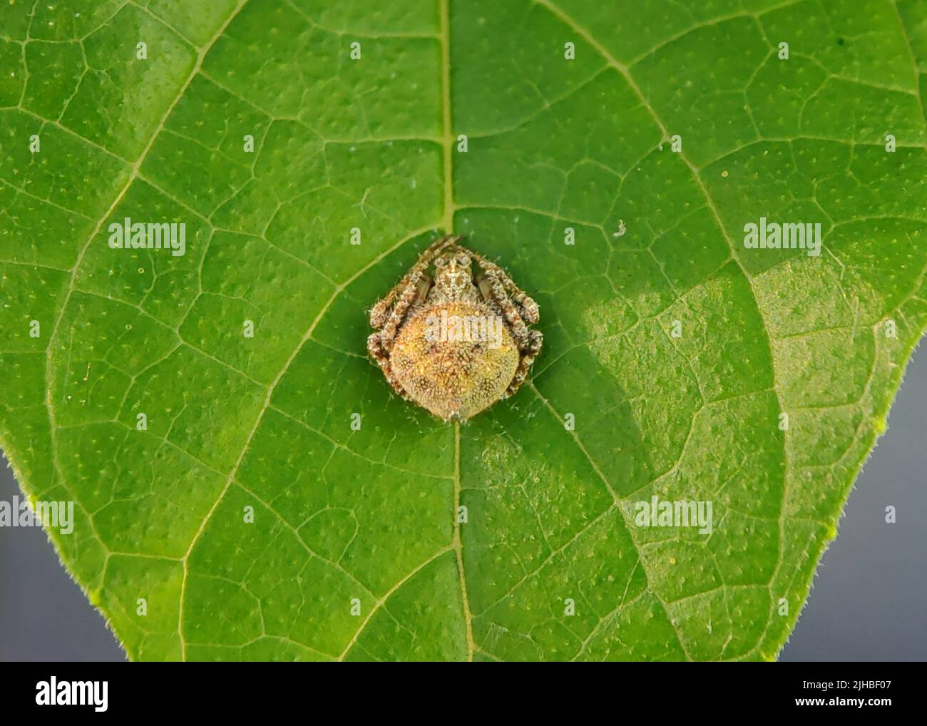 Bolas spider hi-res stock photography and images - Alamy