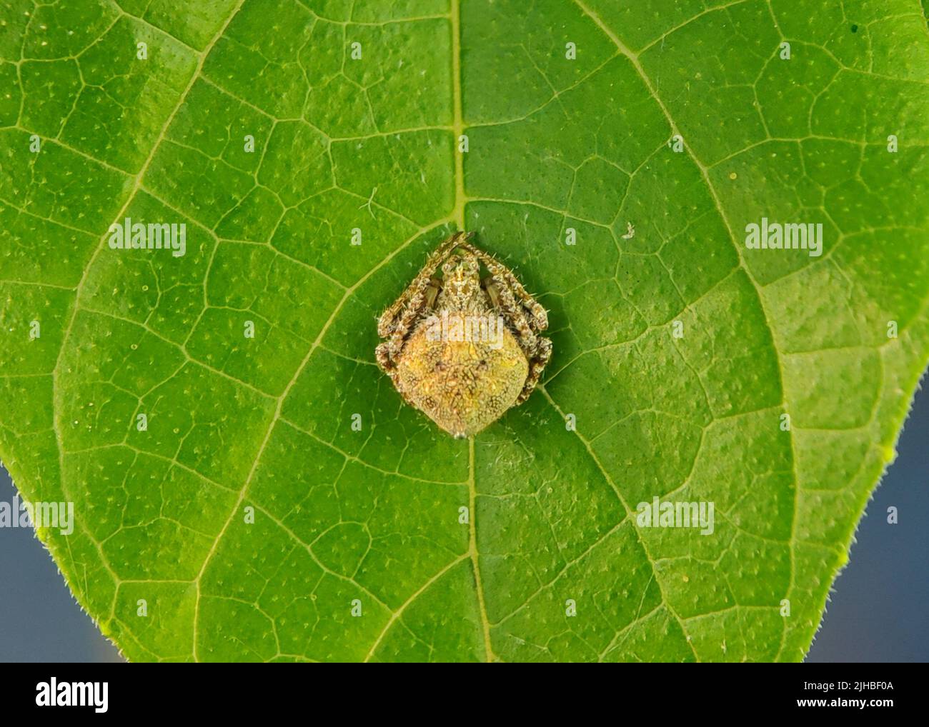 Bolas spider hi-res stock photography and images - Alamy